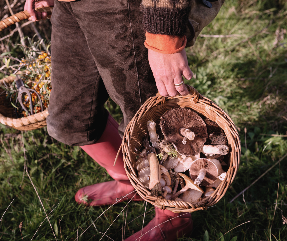Wild Edibles: Foraging for Food in Nature - Your Sovereign Life